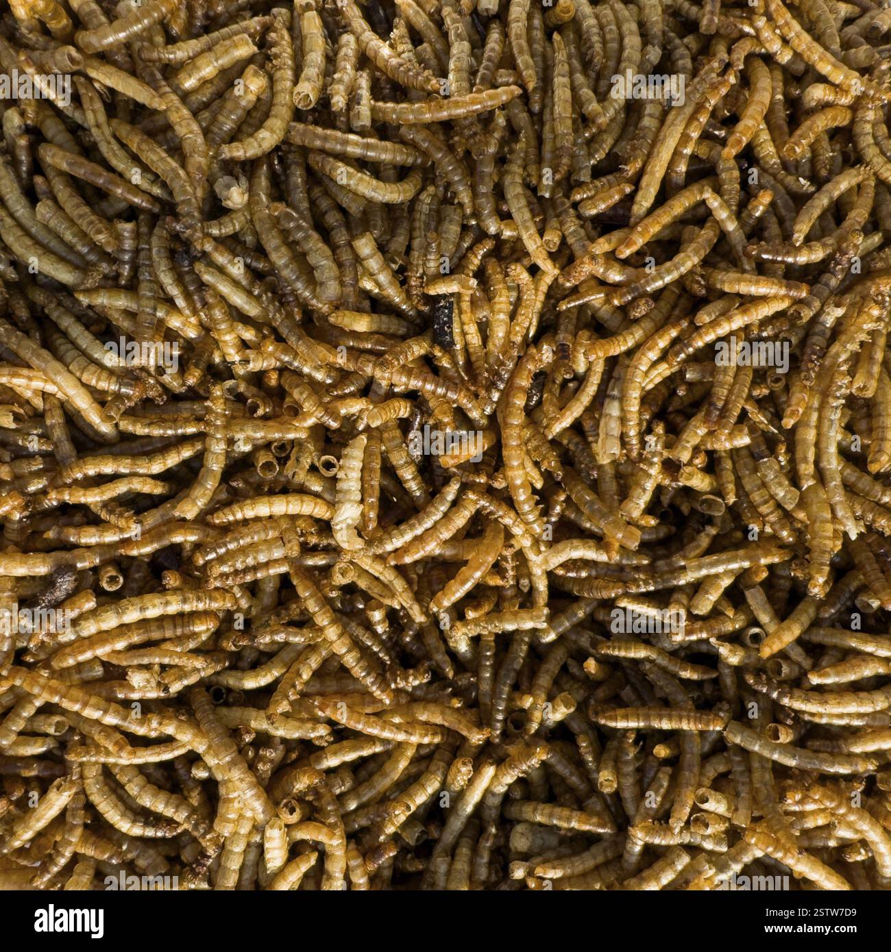 Detailed photo of bird food insects insect food mealworms dried larvae ...