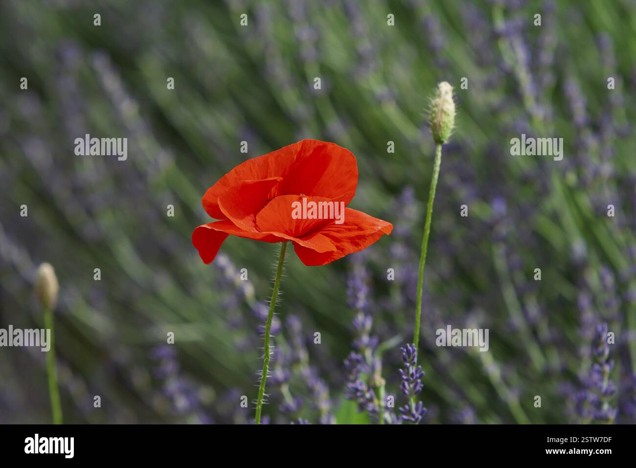 Corn poppy in a lavender field, Provence, France, Europe Stock Photo ...