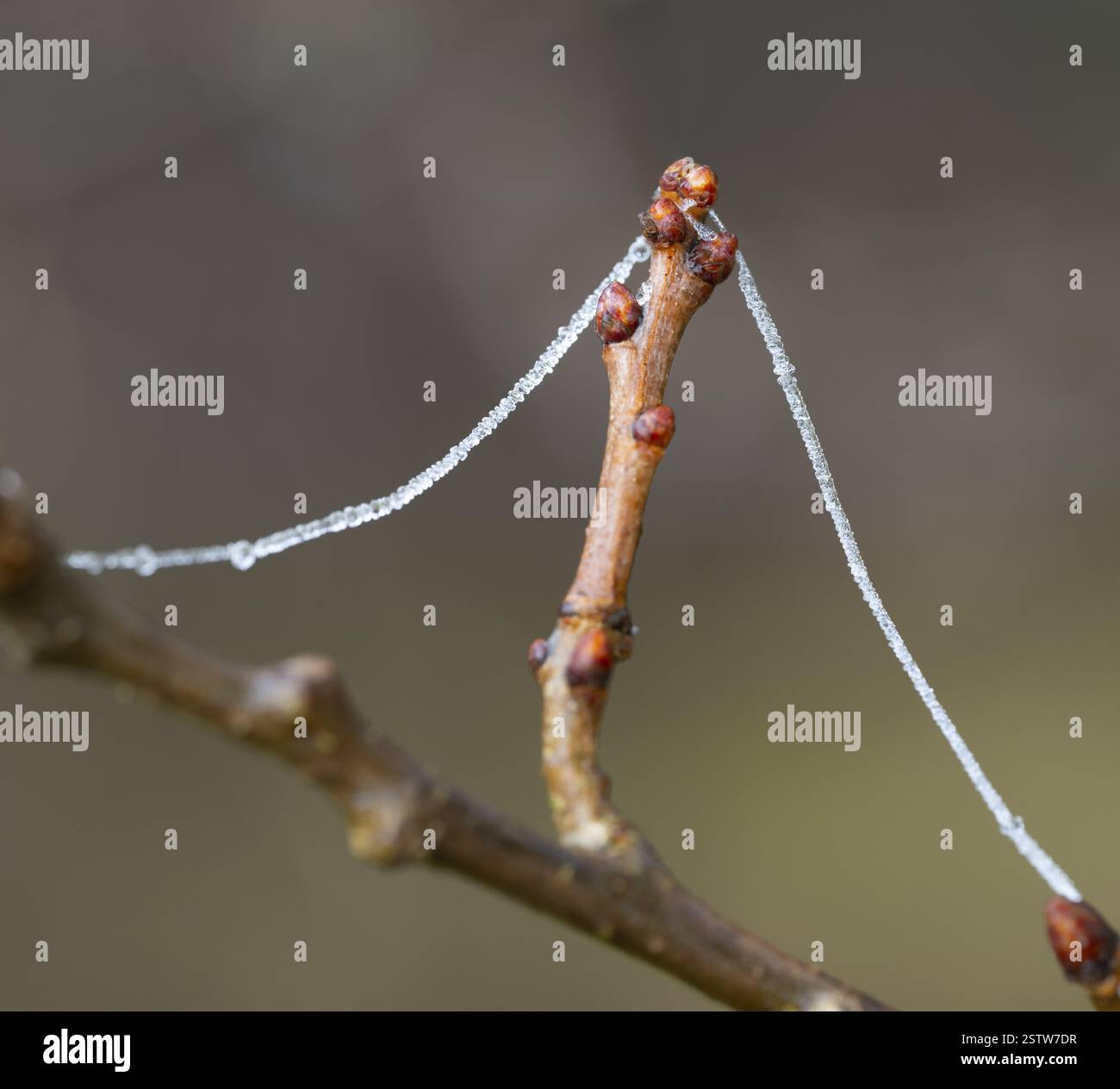 Branch with buds of English oak (Quercus robur) spider thread with ...