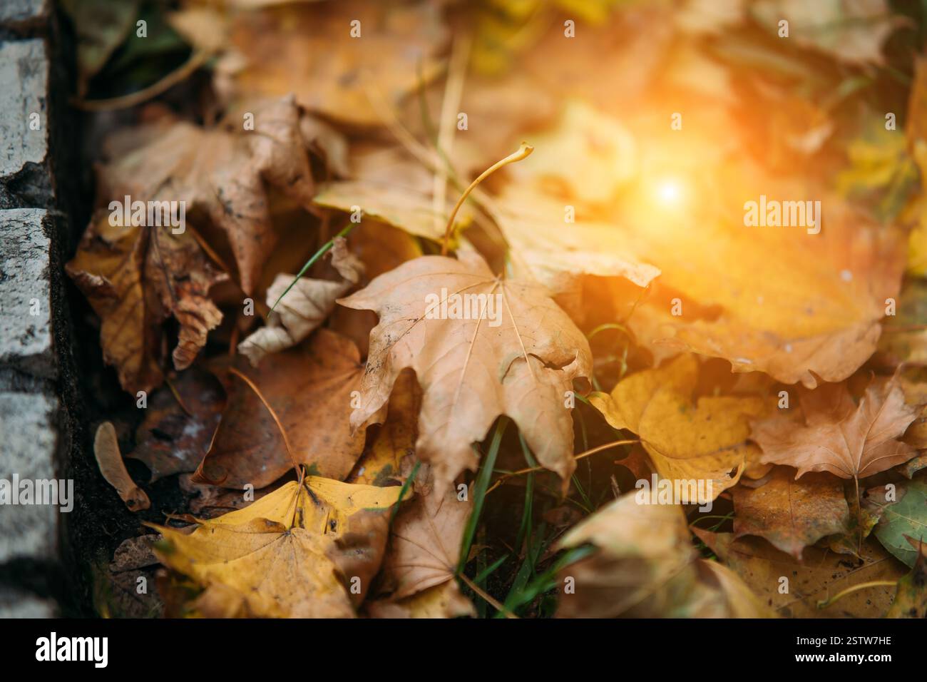 Autumn grass yellow leaves hi-res stock photography and images - Alamy