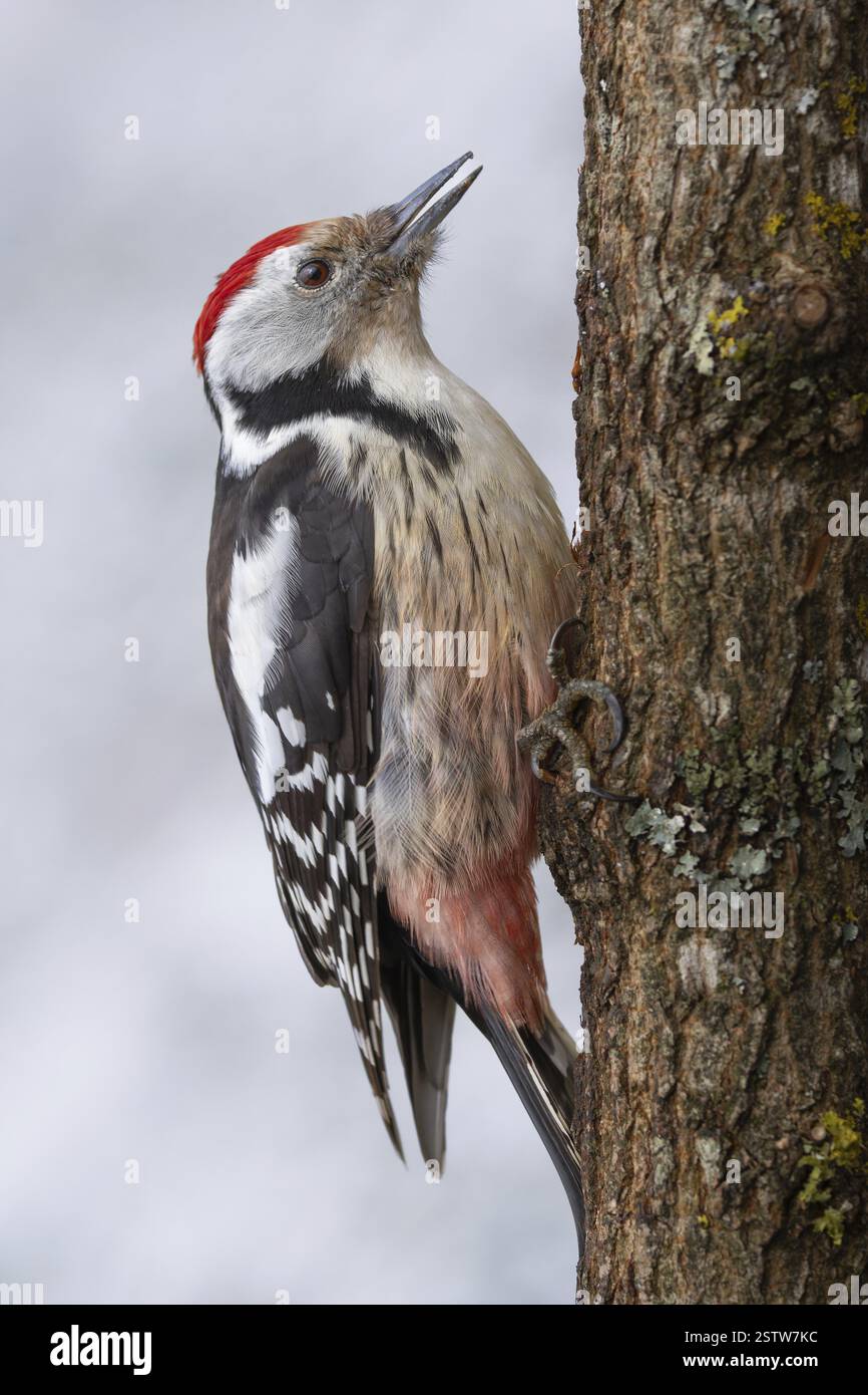 Middle spotted woodpecker (Leiopicus medius) climbing a tree trunk with ...