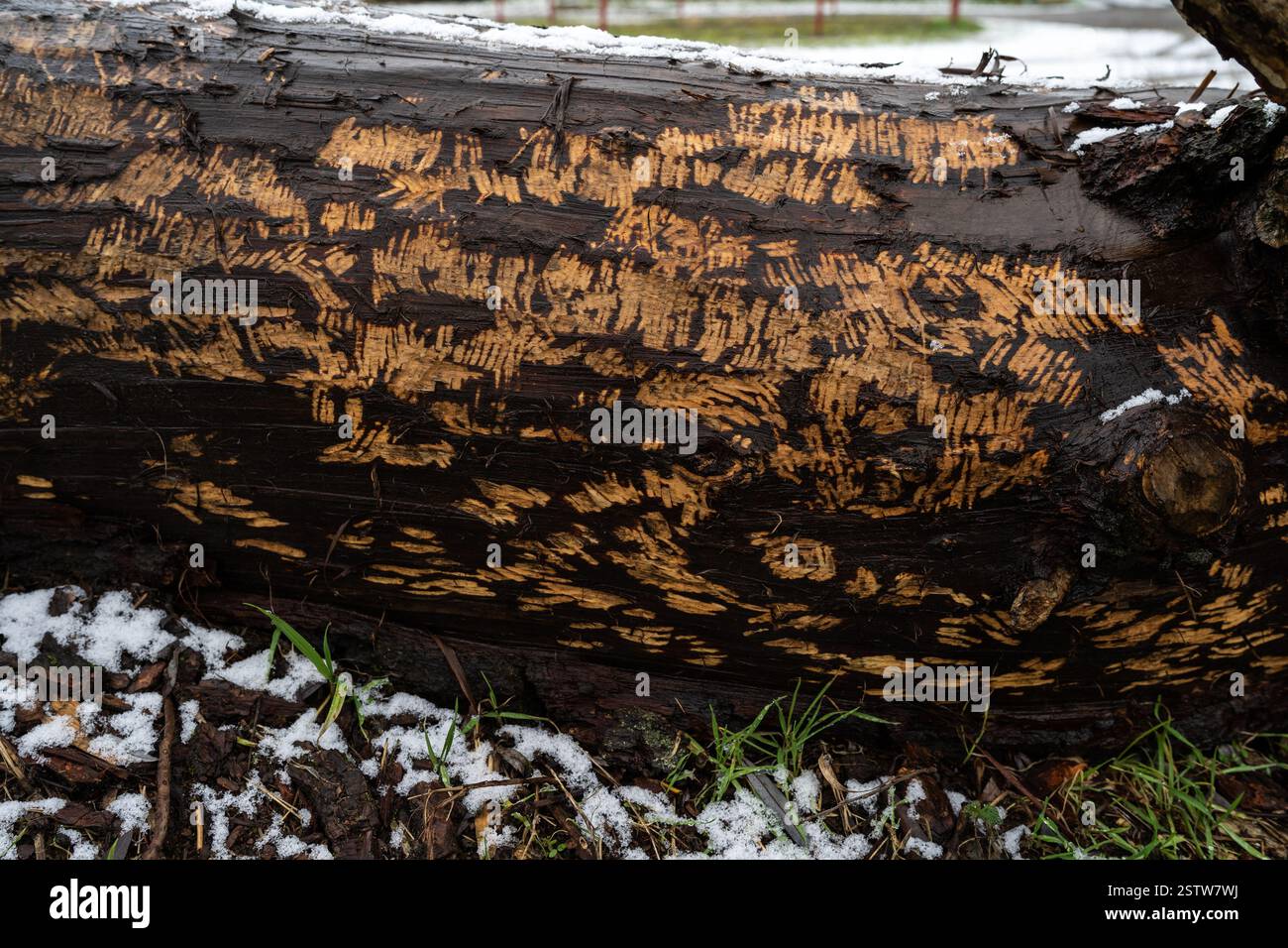 Beaver teeth marks on a fallen tree Stock Photo - Alamy