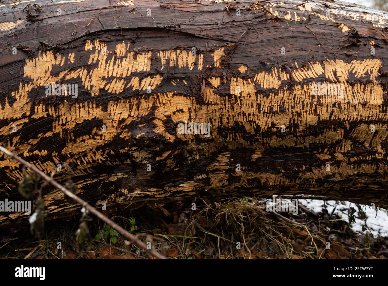 Beaver teeth marks on a fallen tree Stock Photo - Alamy