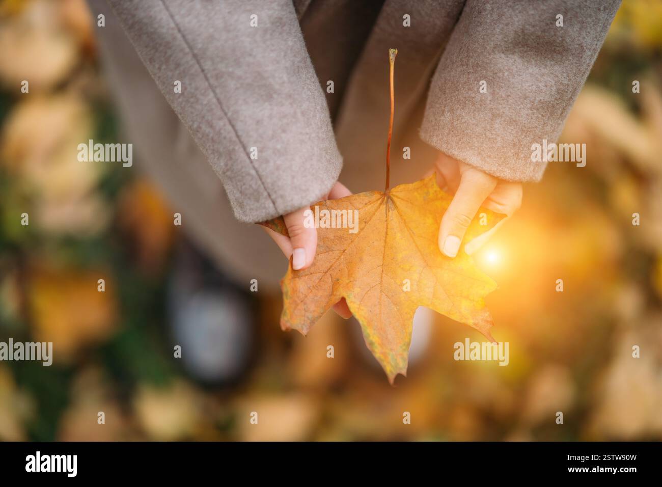 Autumn leaves in girl hands close view Stock Photo - Alamy