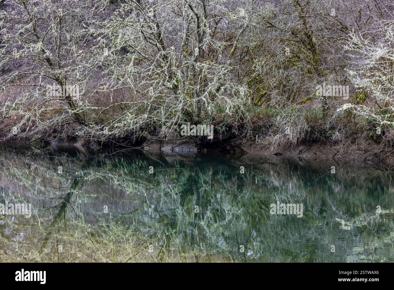 Humptulips River with lichen-encrused Red Alder trees, Washington State ...