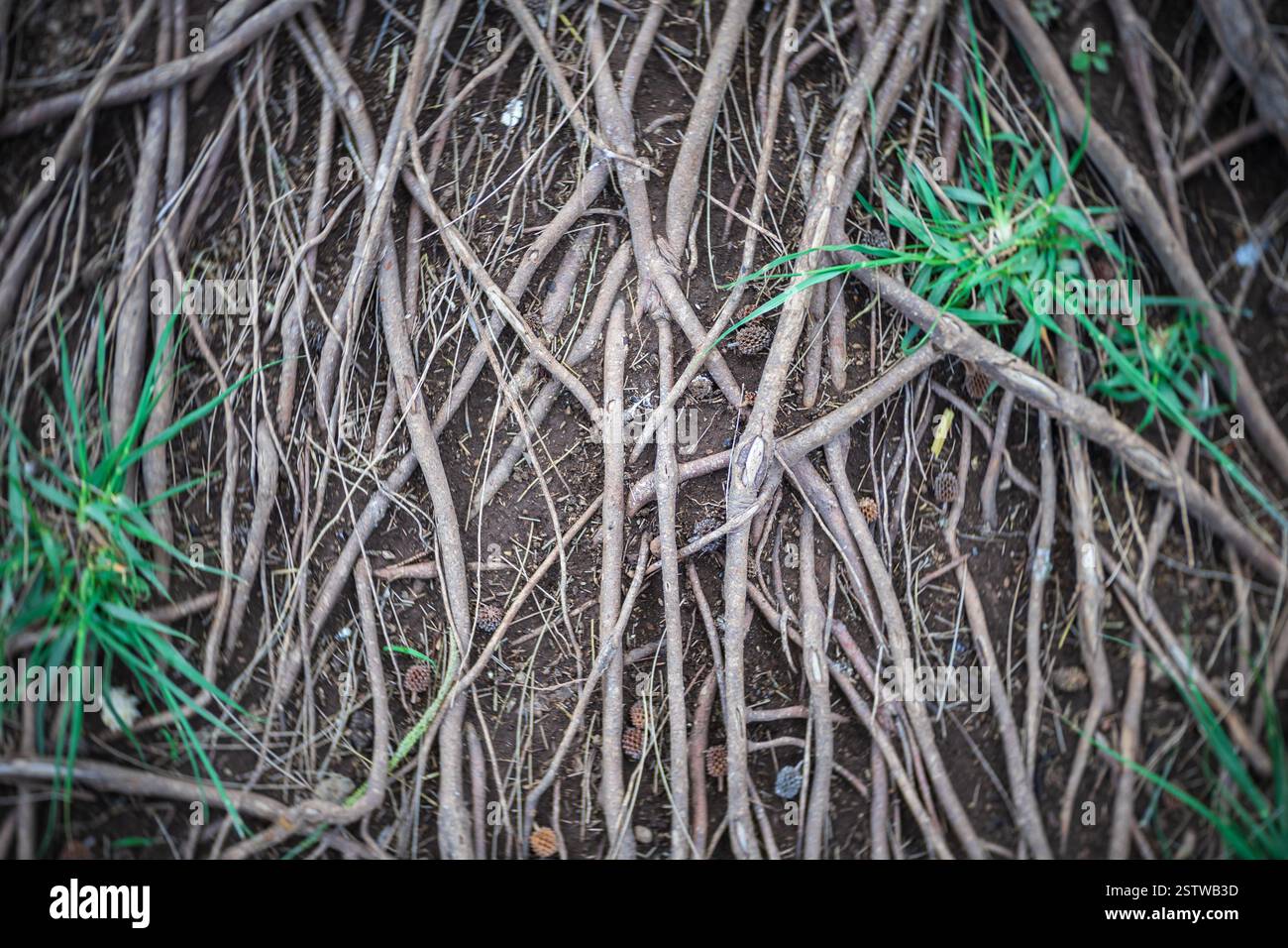 Small roots trees as background. Center focus Stock Photo - Alamy