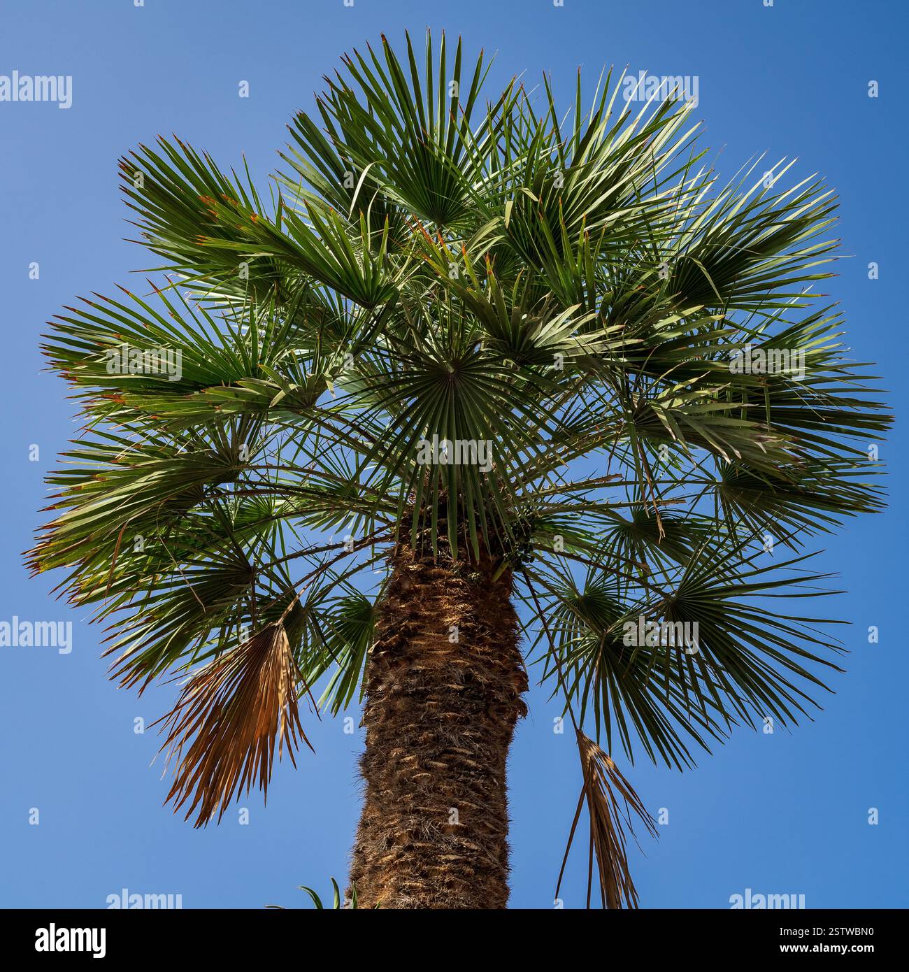 Palm tree crown against hi-res stock photography and images - Alamy