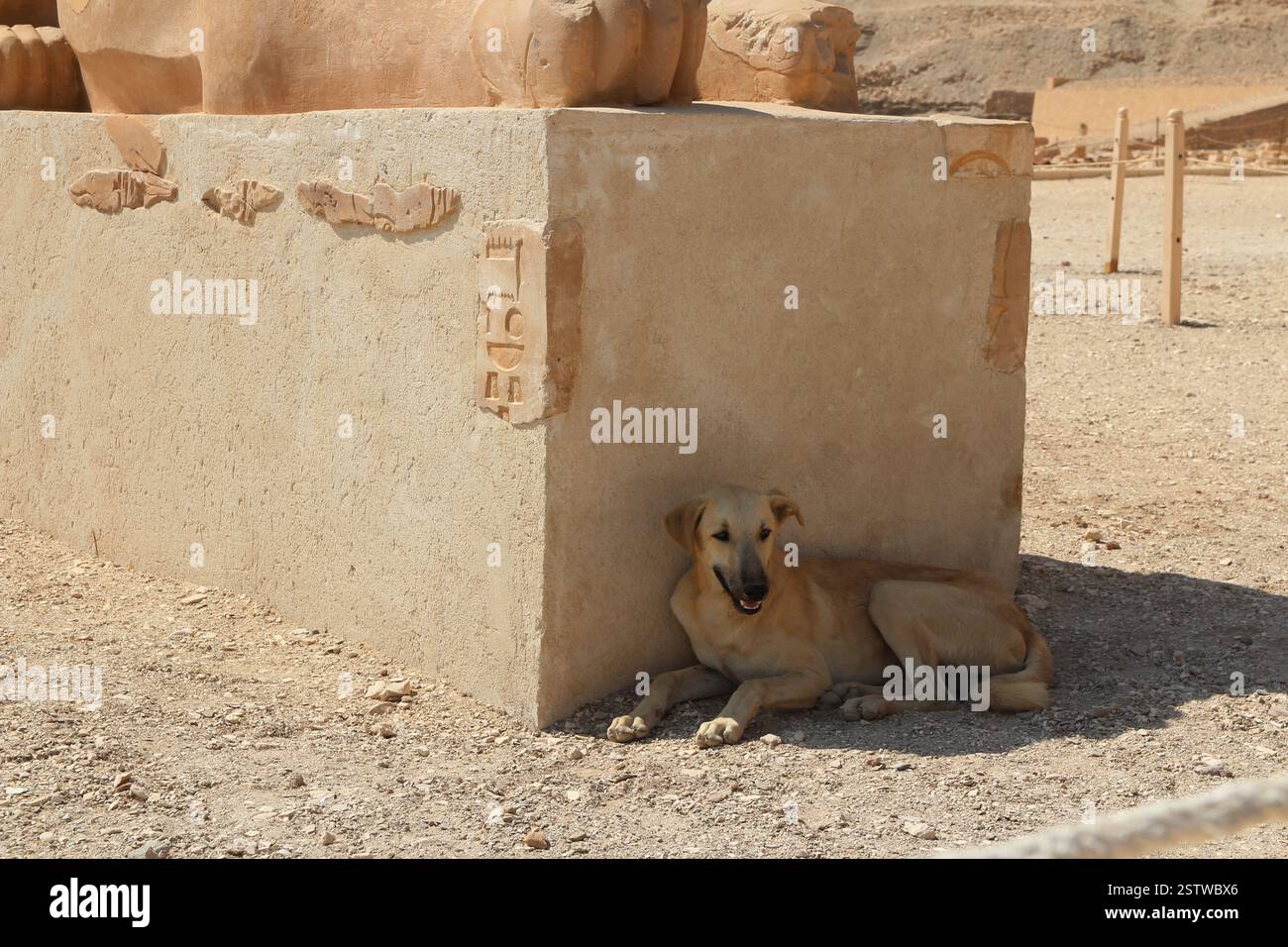 A dog sit under Granite Sphinx statue at the entrance of Hatshepsut ...