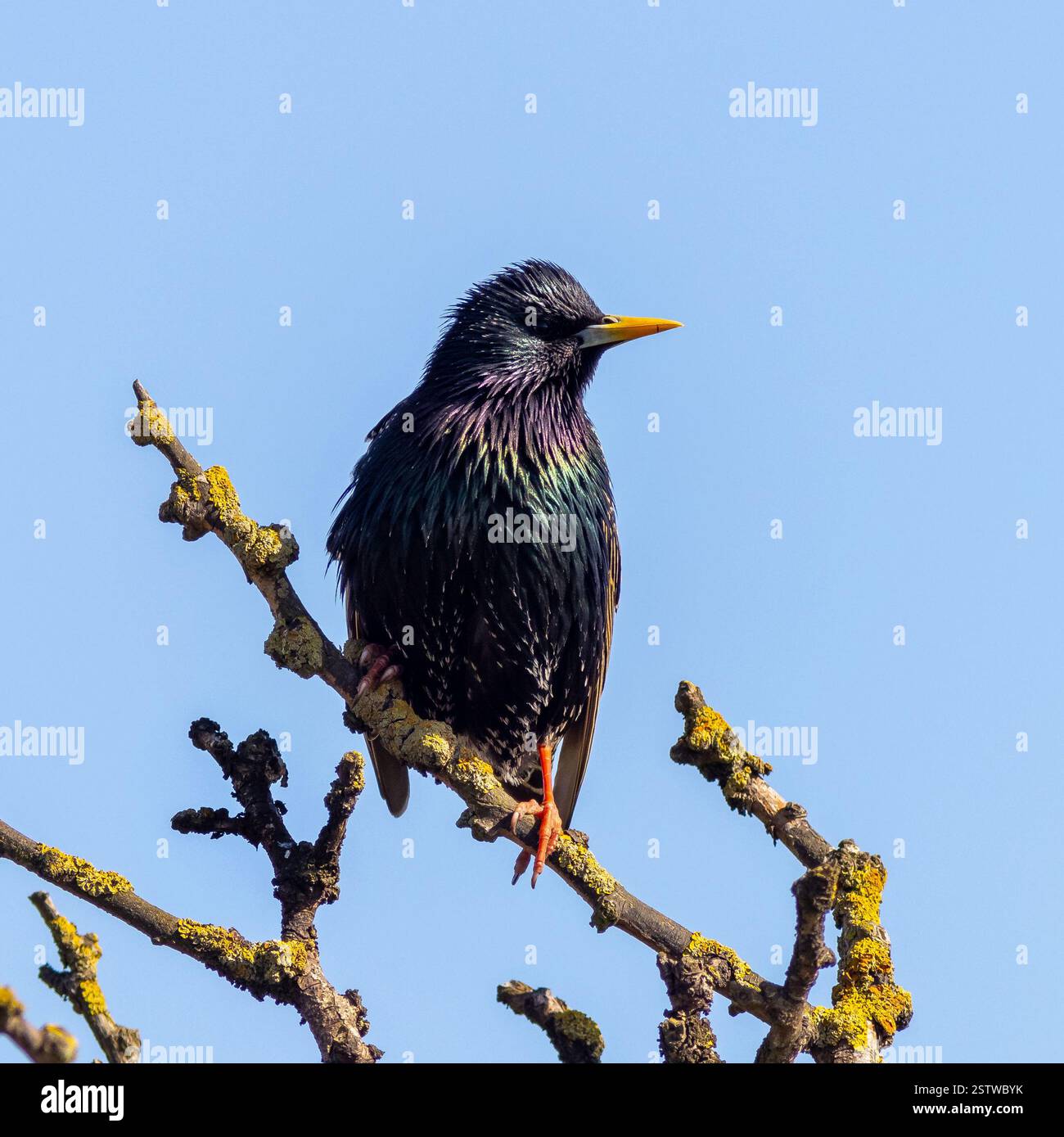 Starlings sturnidae starling swarm hi-res stock photography and images ...