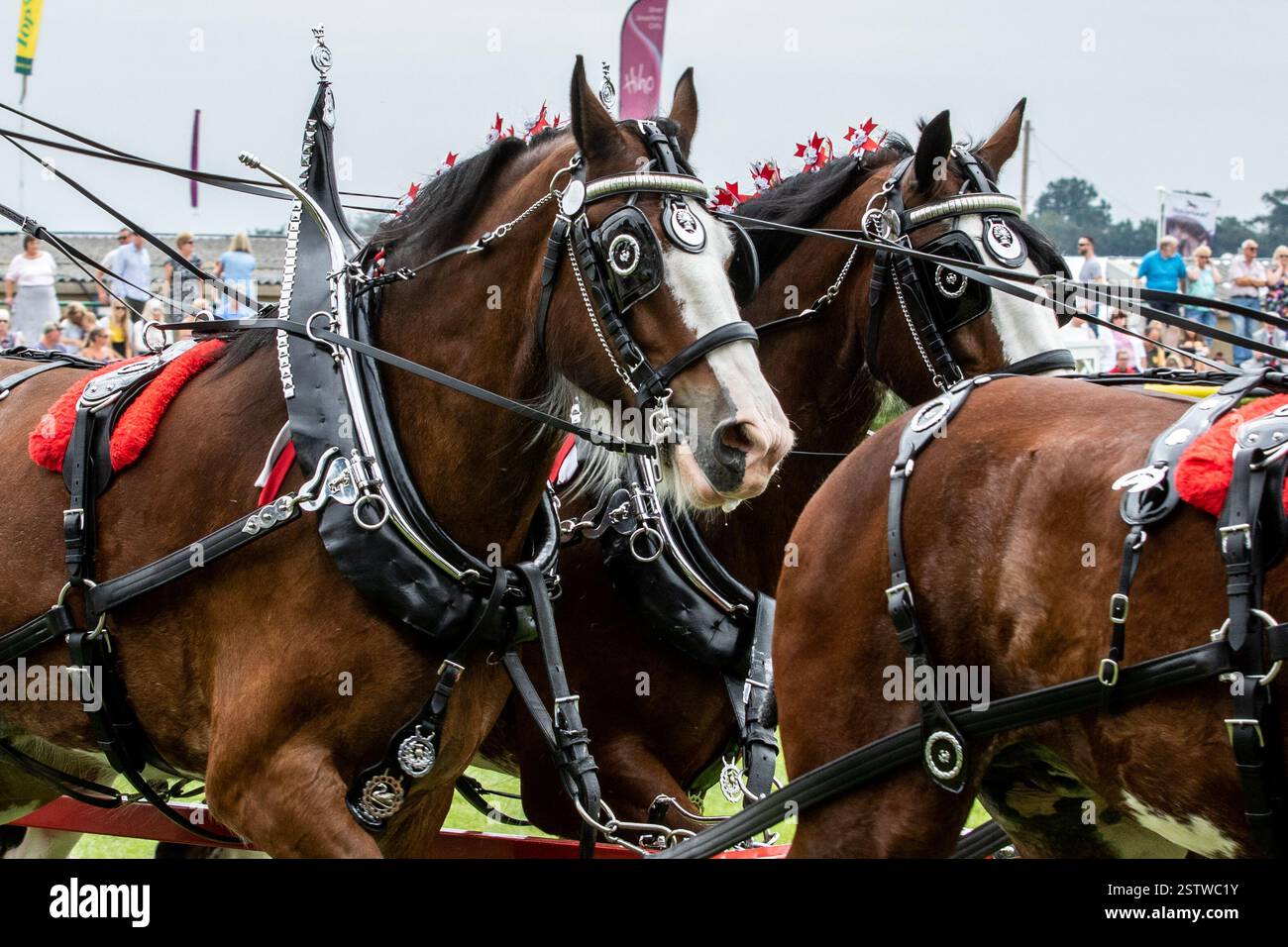 Heavy Horses Turnout displaying in the main arena Stock Photo - Alamy