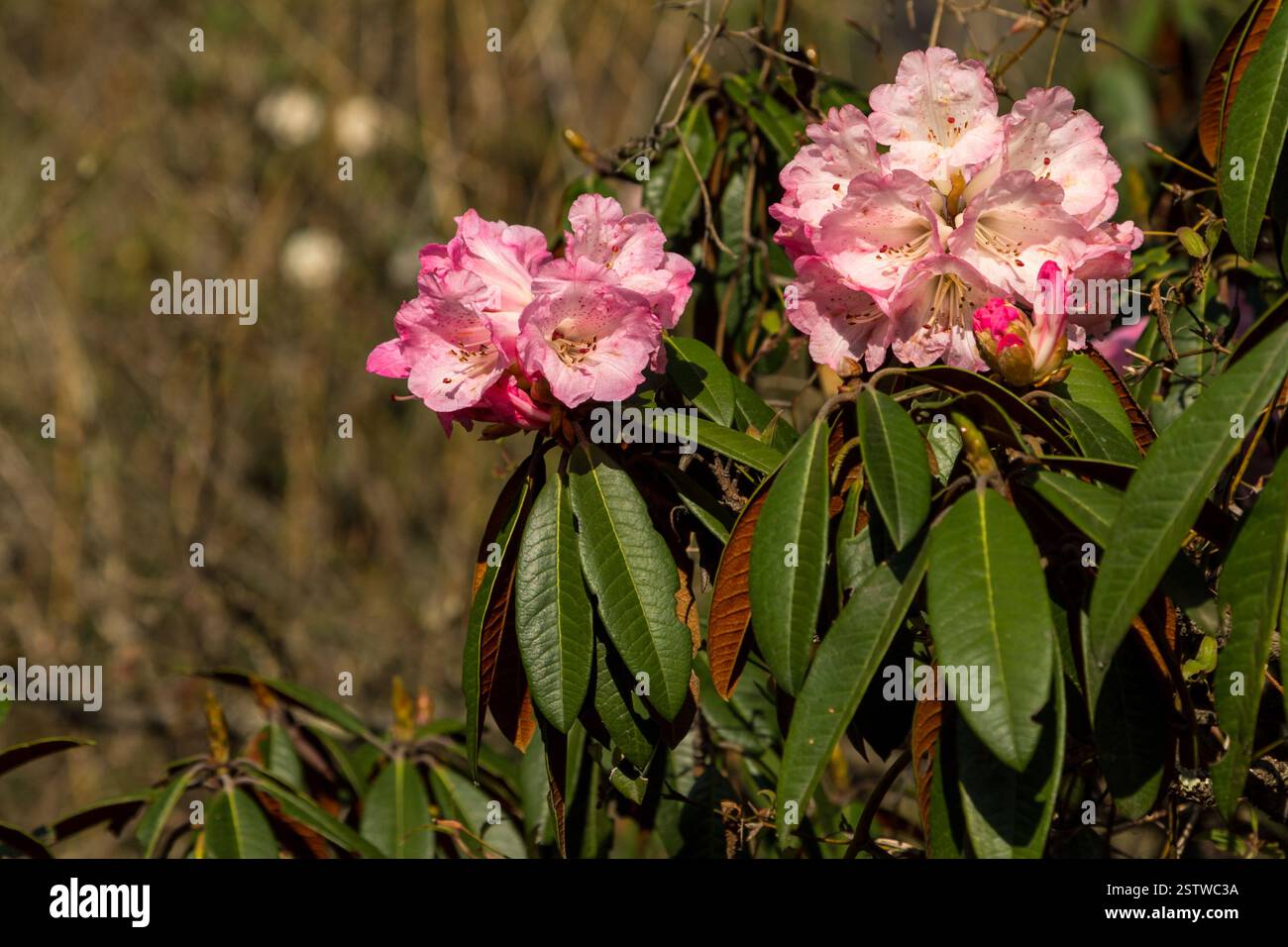 Rhododendron of the natural Himalayan forest in full bloom. It is the ...