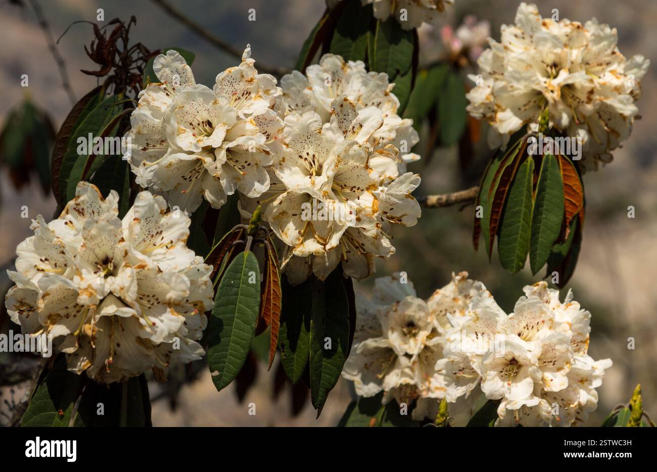 White Rhododendron inflorescences Stock Photo - Alamy
