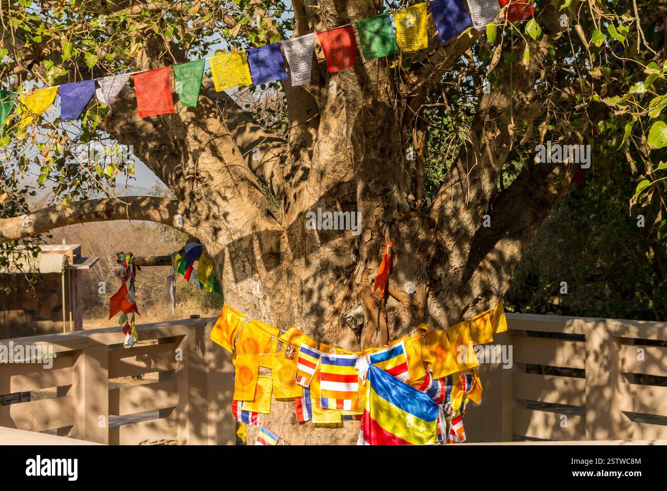 Sacred fig tree in Sanchi Stock Photo - Alamy
