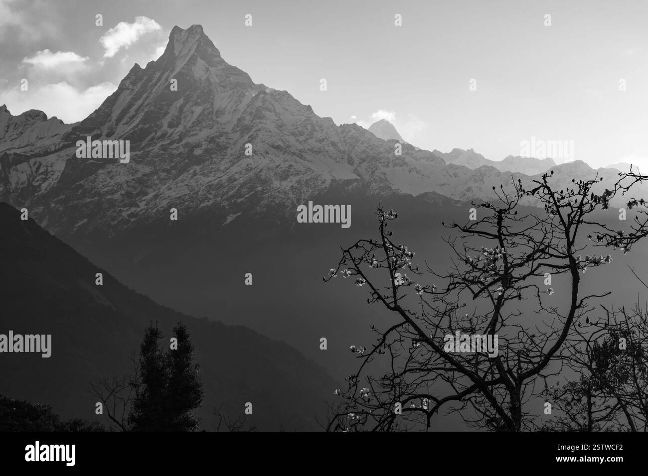 Machapuchare at sunrise. A greyscale photograph Stock Photo - Alamy