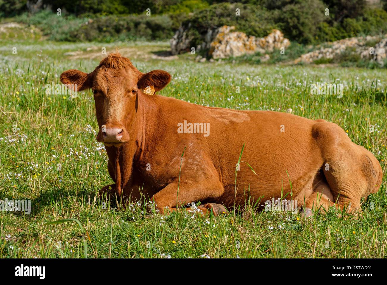 Menorcan cows grazing Stock Photo - Alamy