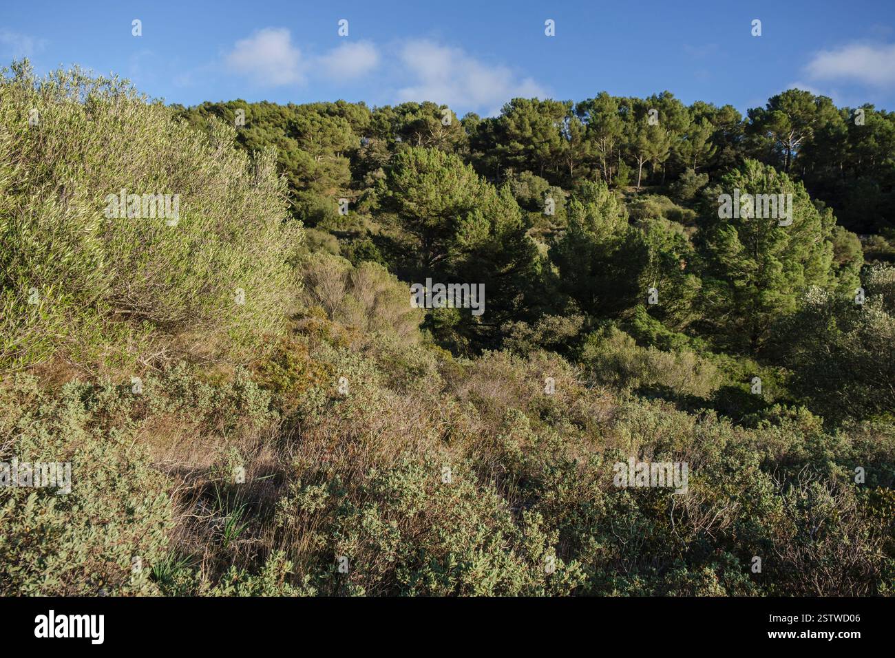 Mediterranean ecosystems hi-res stock photography and images - Alamy