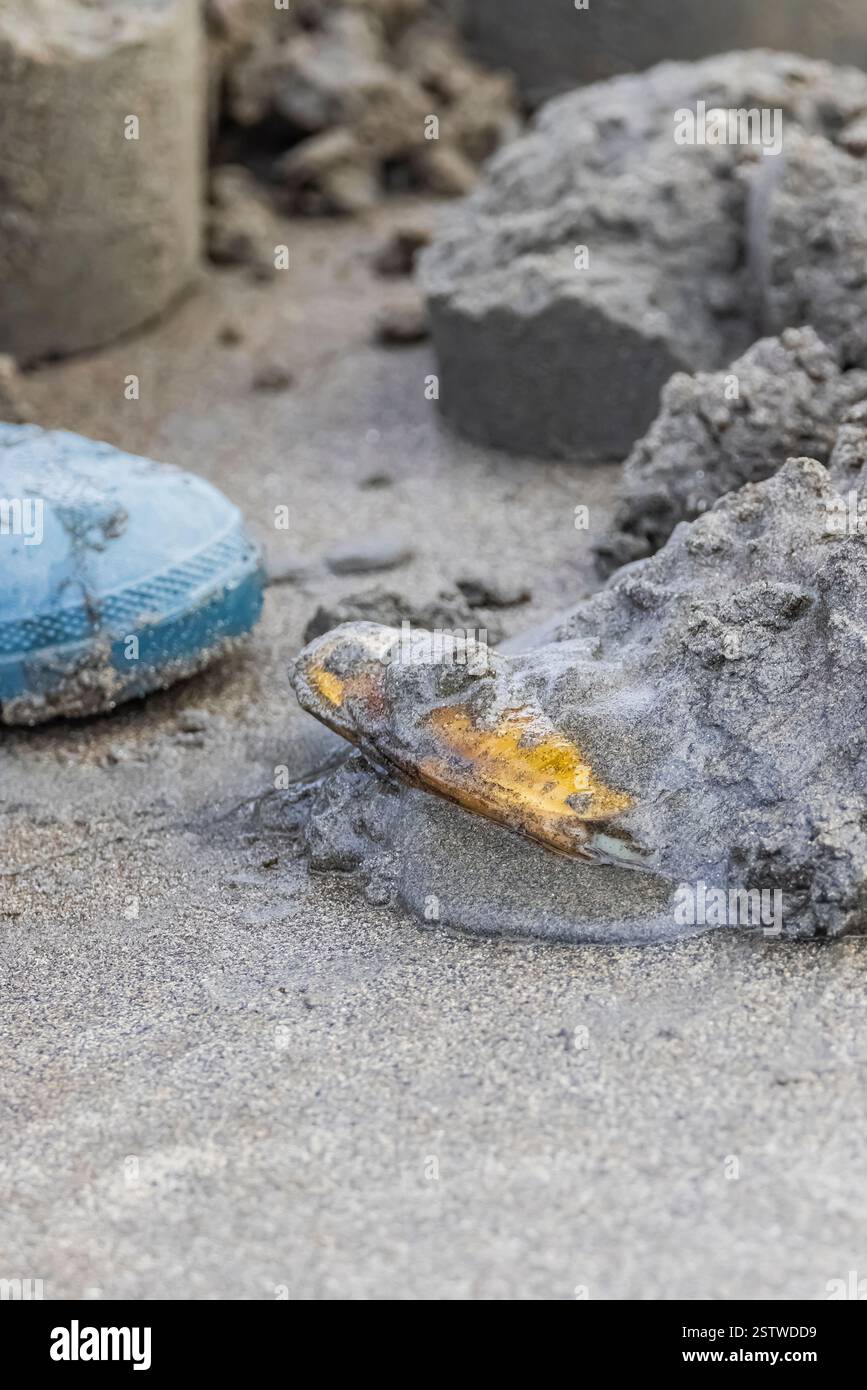 Pacific Razor Clam taken with clam gun on Copalis Beach, Washingon ...