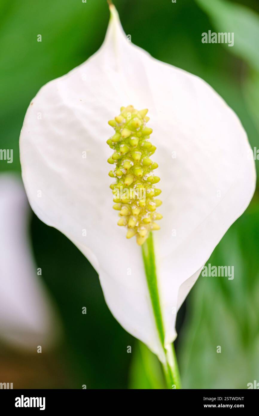 Long lived flower hi-res stock photography and images - Alamy