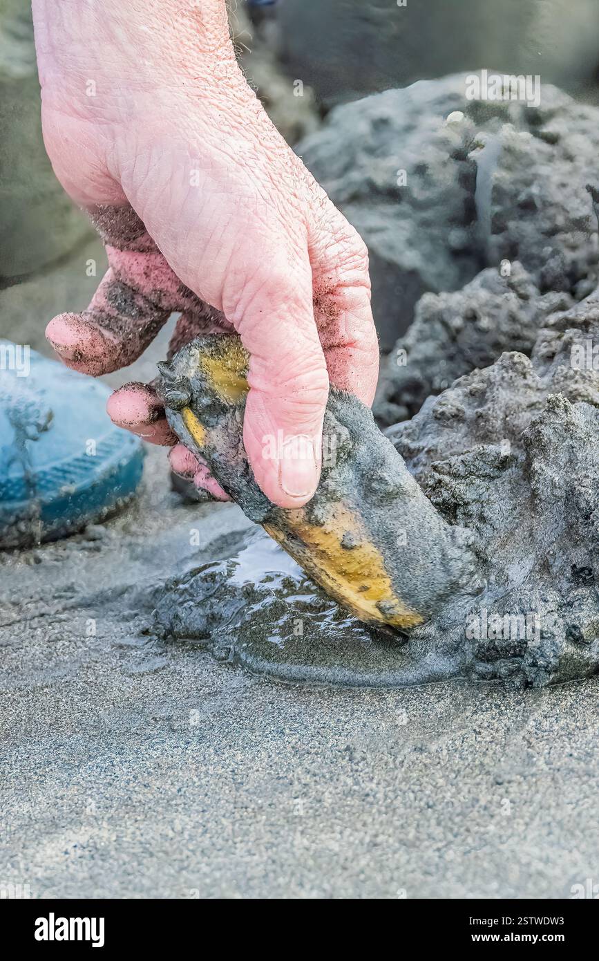 Pacific Razor Clam taken with clam gun on Copalis Beach, Washingon ...