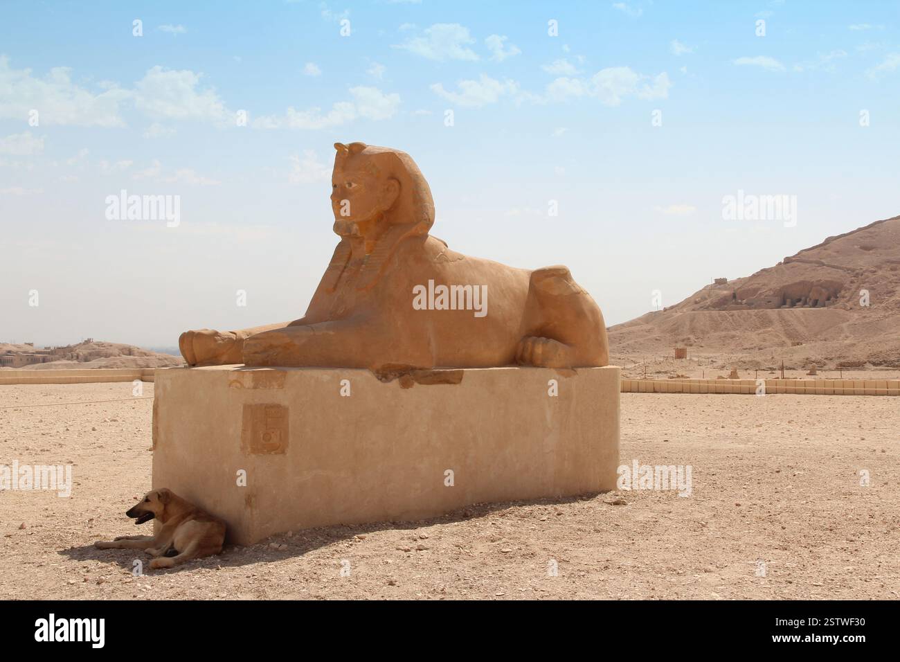 A dog sit under Granite Sphinx statue at the entrance of Hatshepsut ...