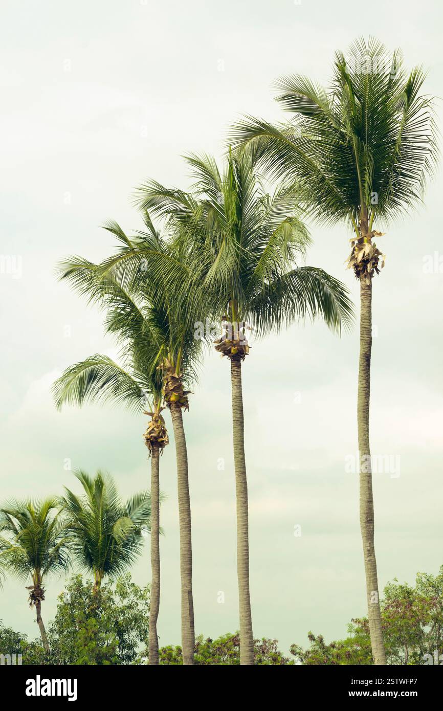 green tall palm trees row in Singapore Stock Photo - Alamy
