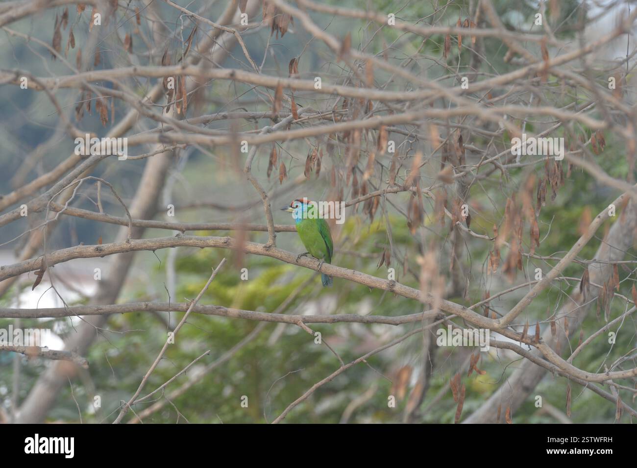 February 20, 2025, Siliguri, West Bengal, India: A Blue throated barbet ...