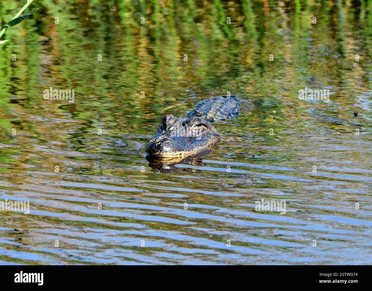 Alligator at Anahuac National Wildlife Refuge, Texas Stock Photo - Alamy