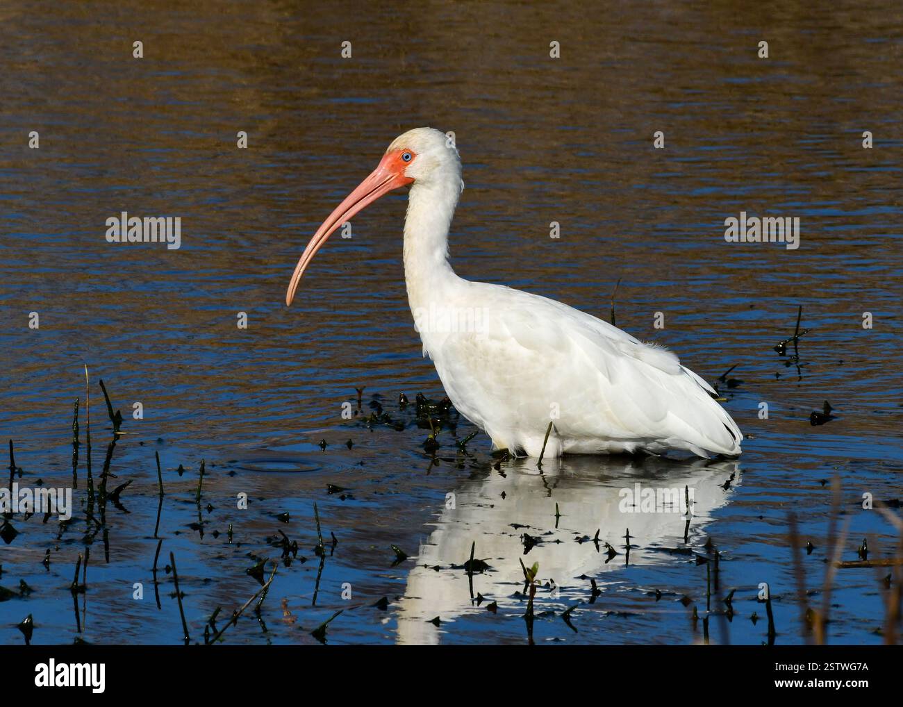 American white Ibis at Anahuac National Wildlife Refuge, Texas Stock ...