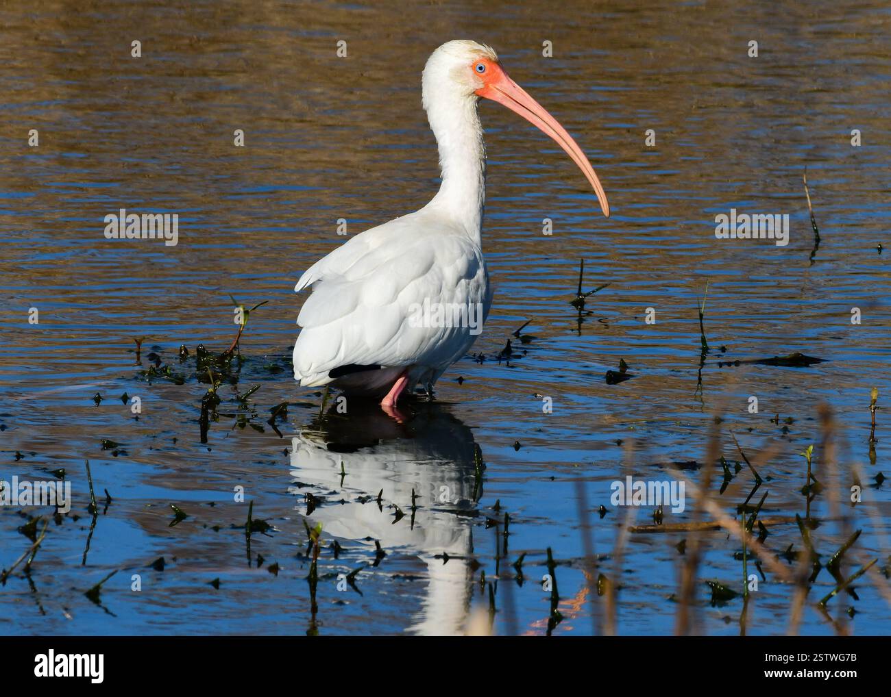 American white Ibis at Anahuac National Wildlife Refuge, Texas Stock ...