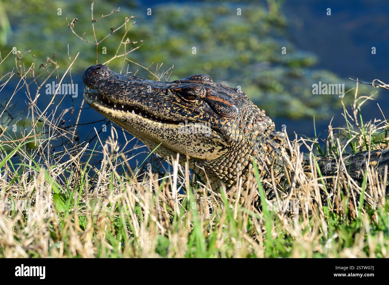 Alligator at Anahuac National Wildlife Refuge, Texas Stock Photo - Alamy