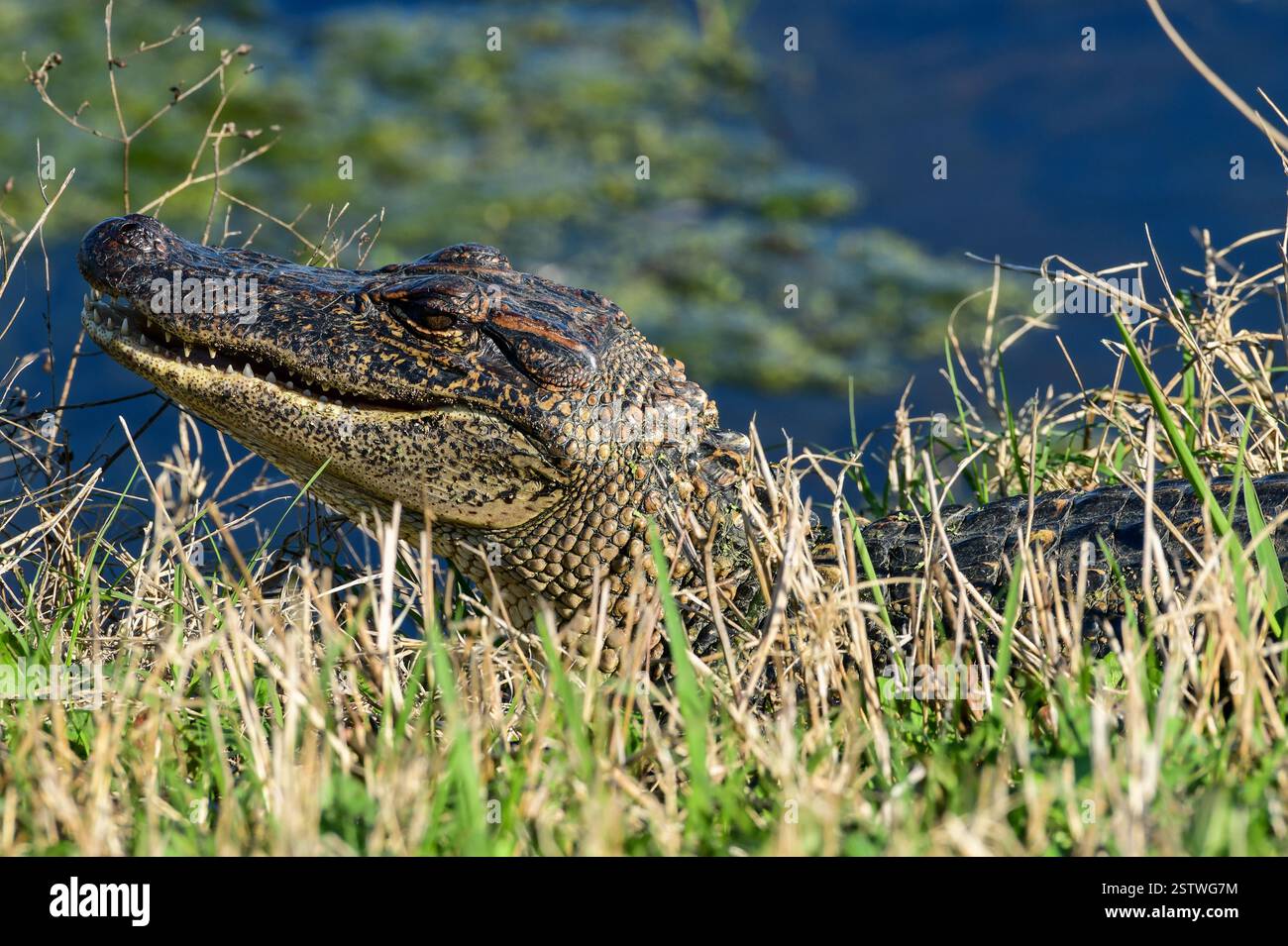 Alligator at Anahuac National Wildlife Refuge, Texas Stock Photo - Alamy