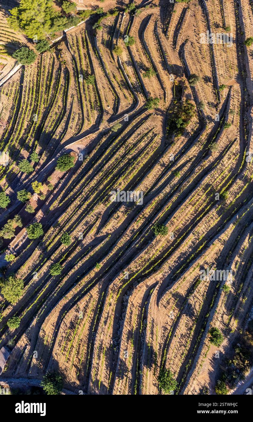 Terraces for vineyard aerial view Stock Photo - Alamy