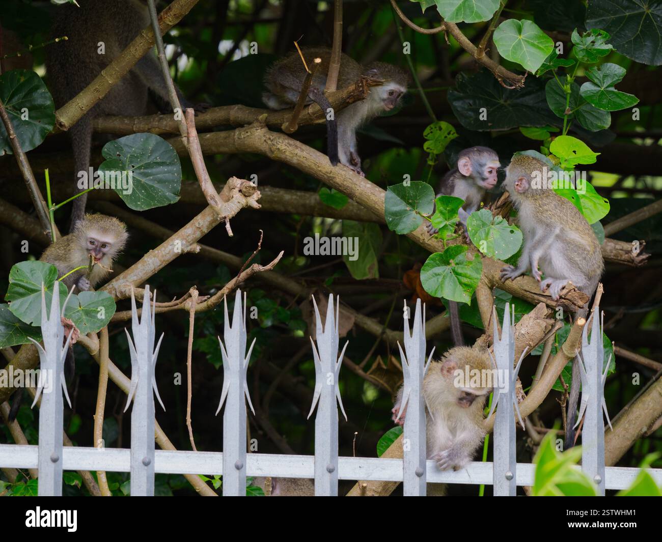 Group of Vervet monkeys sitting in the trees by a fence in South Africa ...