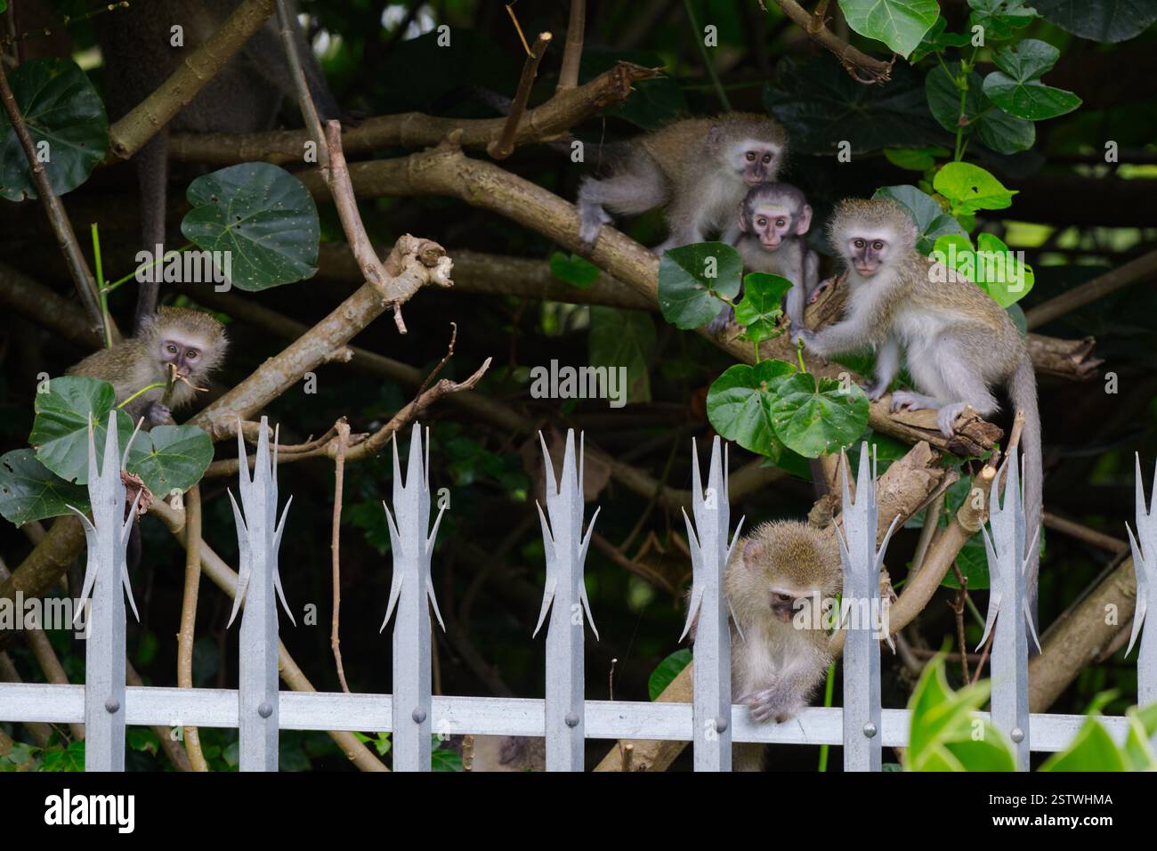 Group of Vervet monkeys sitting in the trees by a fence in South Africa ...