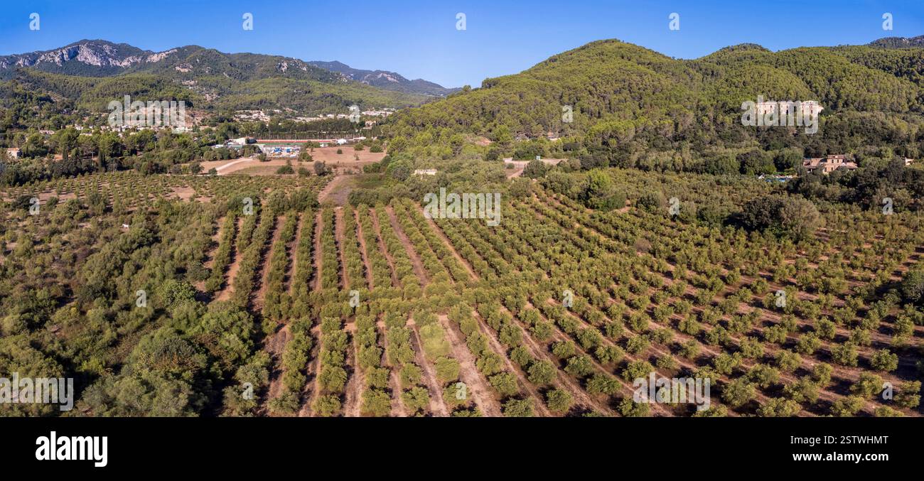 Aerial view olive tree hi-res stock photography and images - Alamy