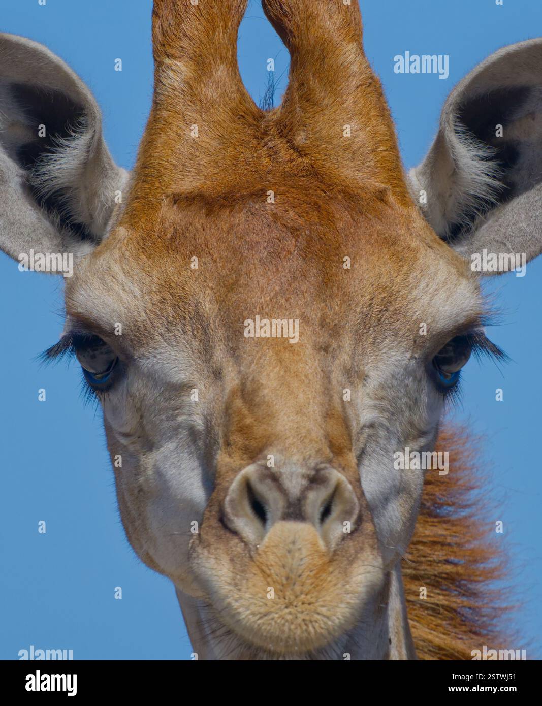 Acacia muncher hi-res stock photography and images - Alamy