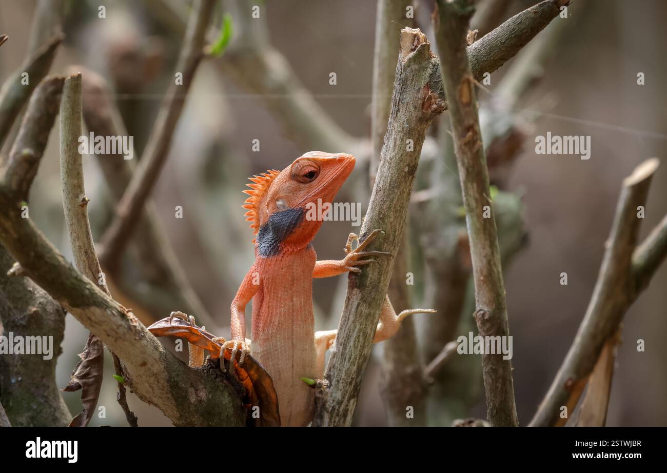 Garden lizard are relaxing on tea garden.this photo was taken from ...