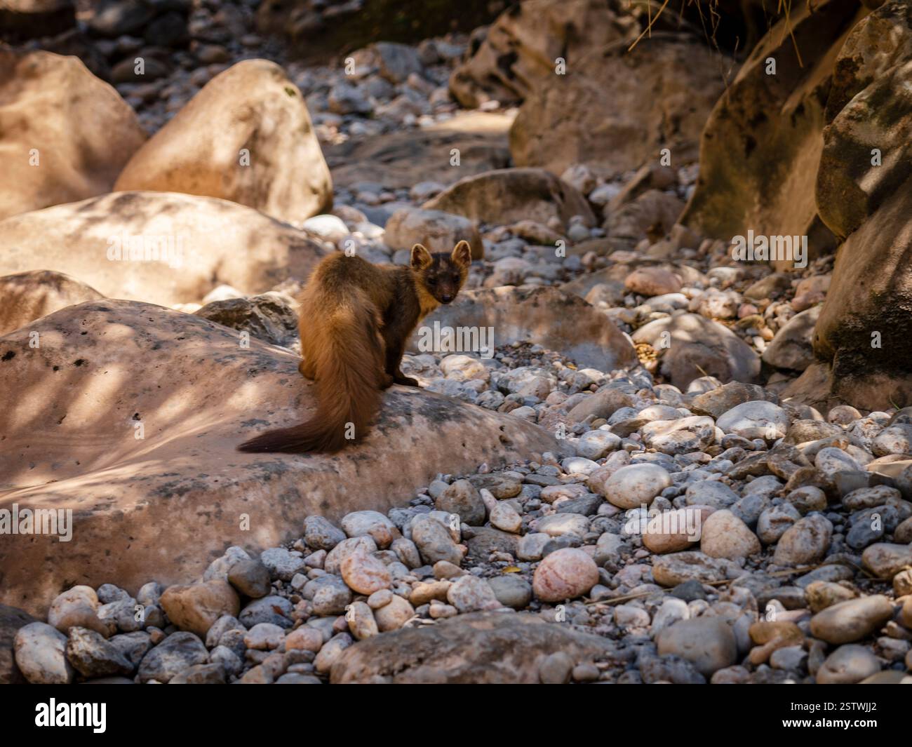 Mustelid family hi-res stock photography and images - Alamy
