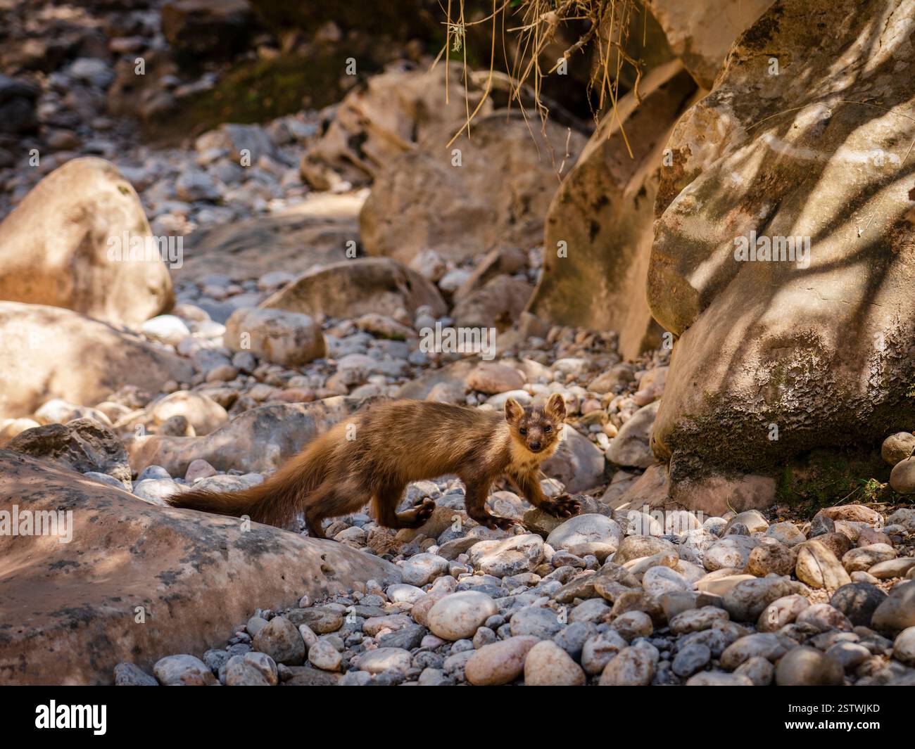 Mustelid family hi-res stock photography and images - Alamy