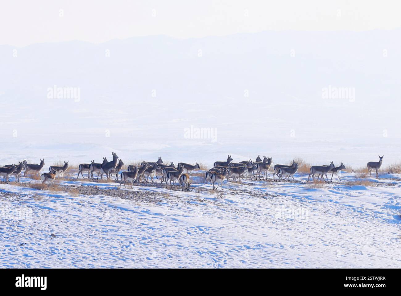 ALTAY, CHINA - FEBRUARY 19, 2025 - Gazella subgutturosa, a second-class ...