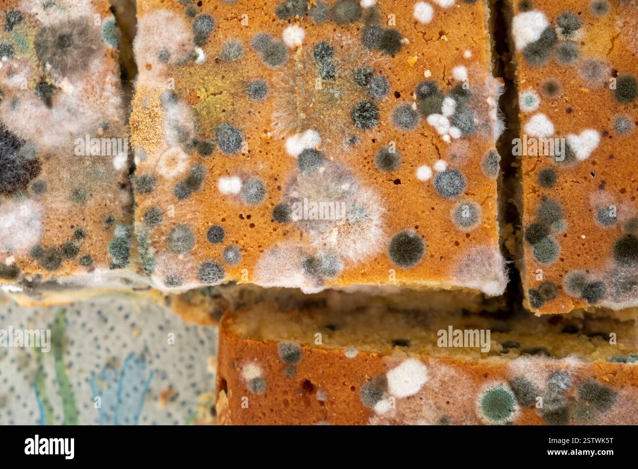 Mold moldy mold hi-res stock photography and images - Alamy