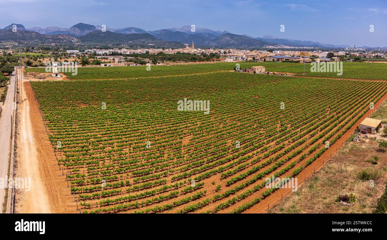 Vineyard field hi-res stock photography and images - Alamy