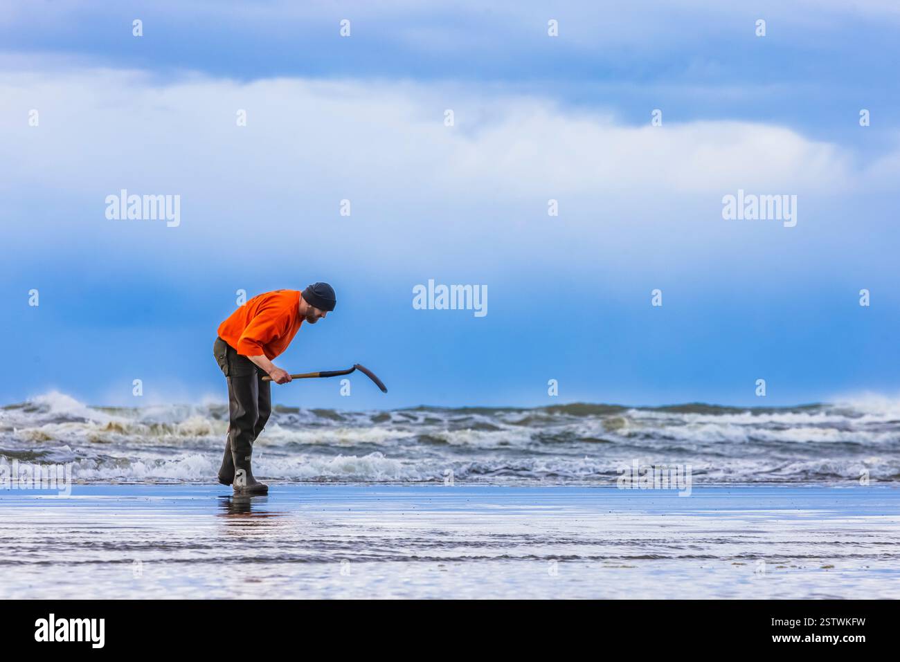 Razor Clam Harvesting using Razor Clam Shovel, Copalis Beach ...