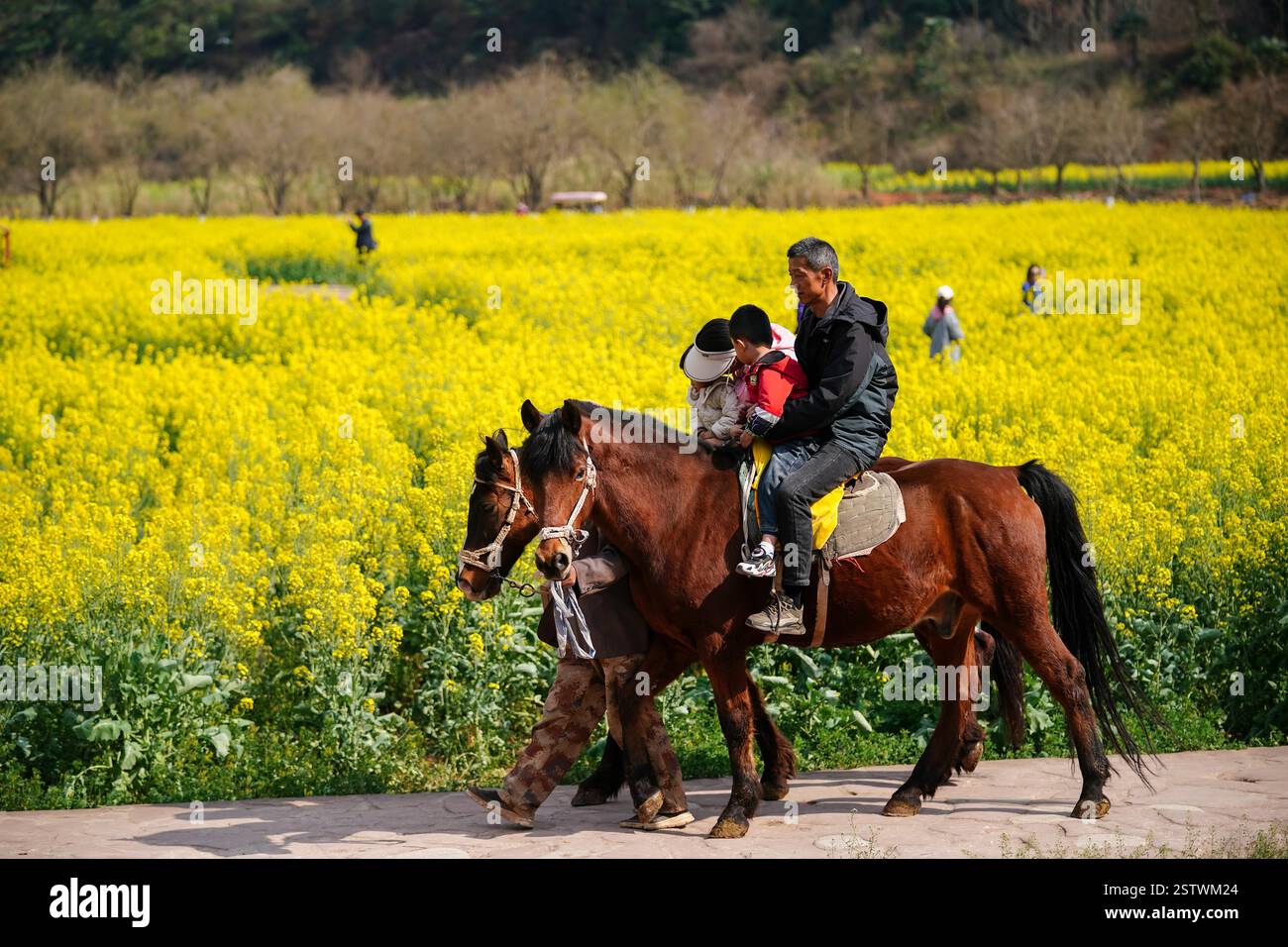 **CHINESE MAINLAND, HONG KONG, MACAU AND TAIWAN OUT** Cole flowers ...