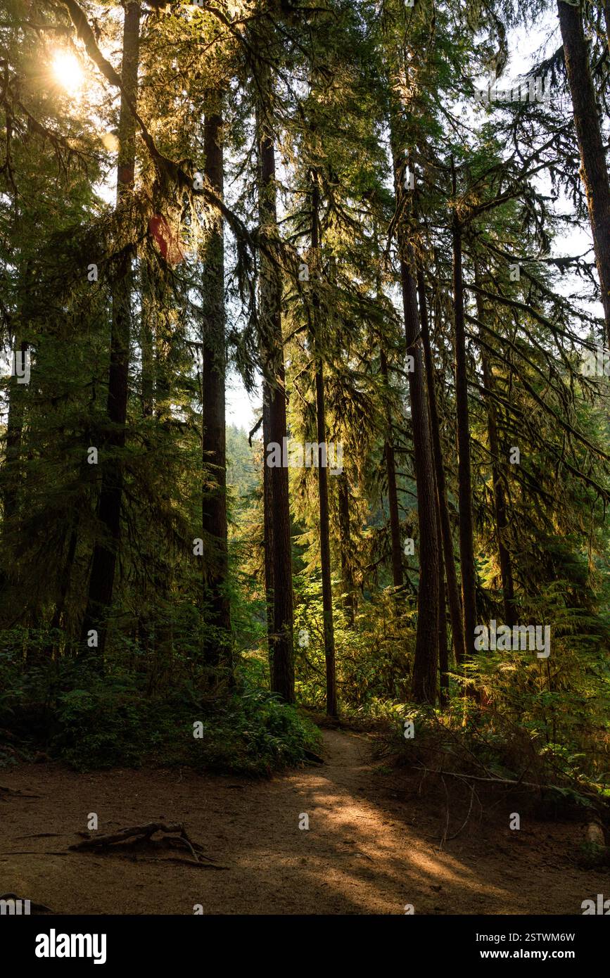 Forest of tall douglas fir trees with golden sunlight streaming through ...