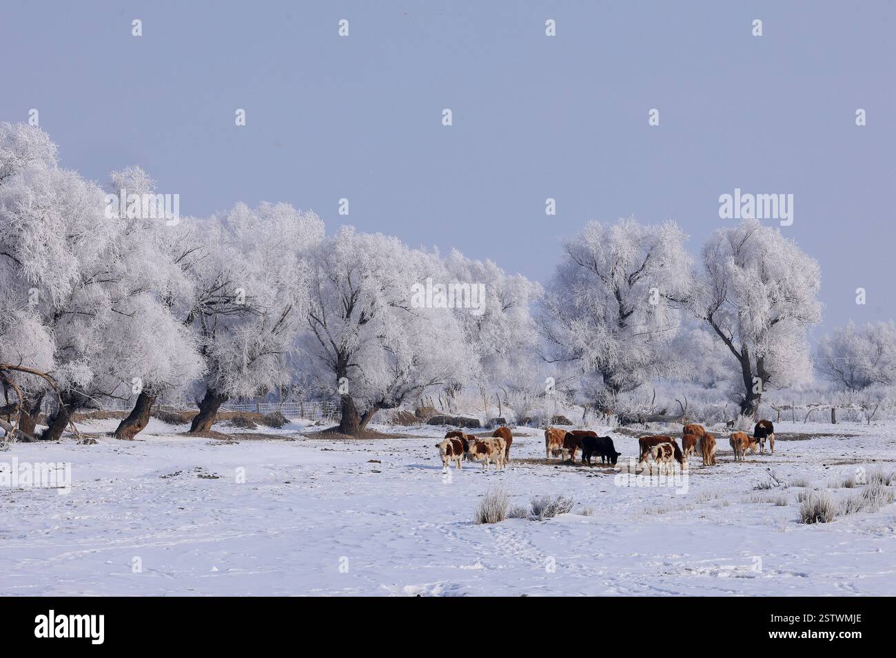 Altay, China. 20th Feb, 2025. ALTAY, CHINA - FEBRUARY 19, 2025 - Cattle ...