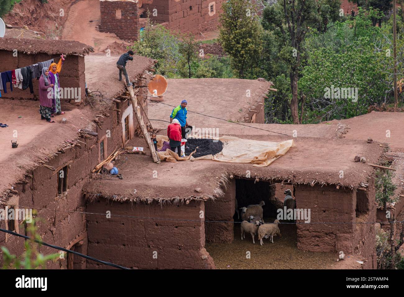 Family drying beans on a pen with sheep Stock Photo - Alamy