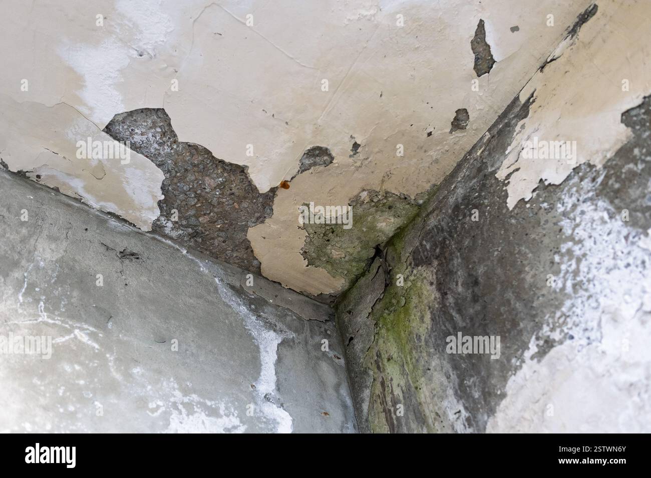 A close-up of a deteriorating wall corner with peeling paint, exposed concrete, and mold growth ...
