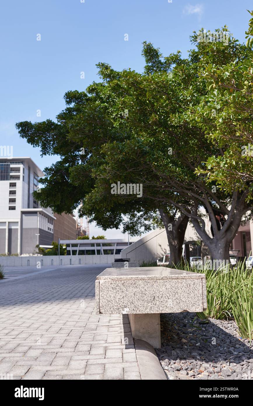 Tree, outdoor and urban with bench in city for architecture ...
