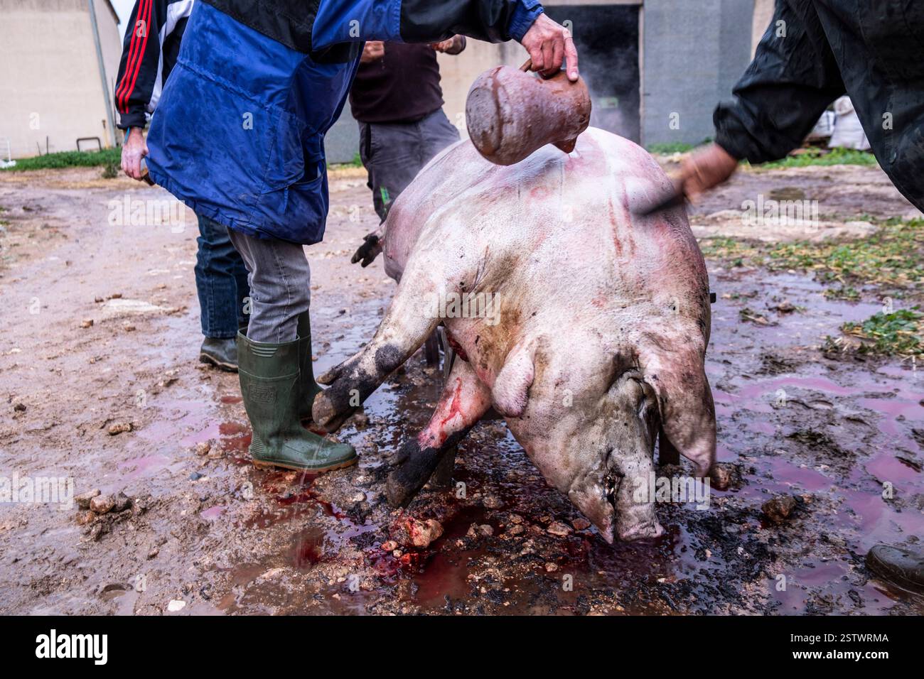 Traditional slaughter of the Mallorcan black pig Stock Photo - Alamy
